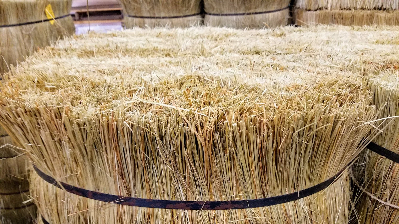 Yucca Fiber (Bear Grass) — PelRay International