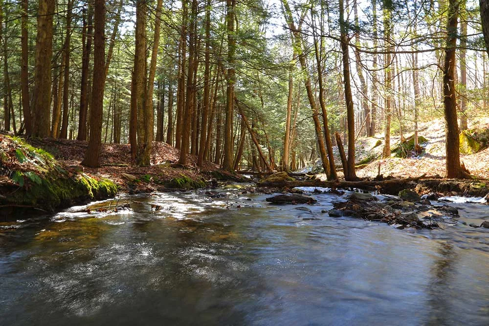 Allegheny National Forest Hiking Trails — Allegheny Outfitters
