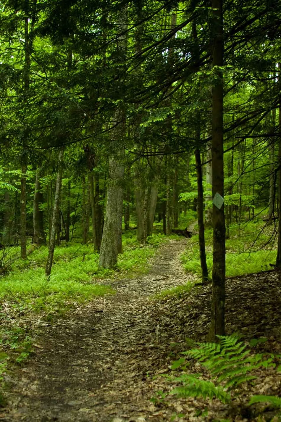 Allegheny National Forest Hiking Trails — Allegheny Outfitters
