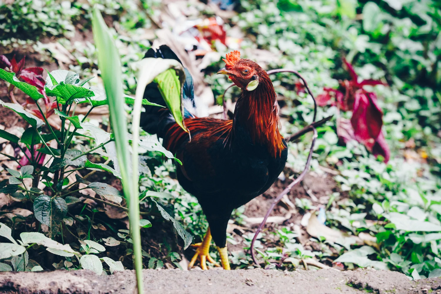 Bali, Indonesia — Trilogybeats