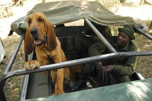 Canine Unit - Tracker Dogs — Mara Conservancy