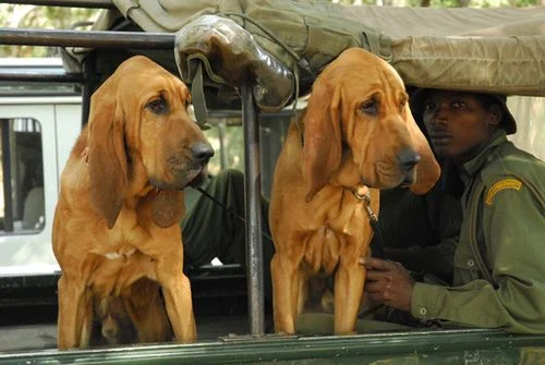 Canine Unit - Tracker Dogs — Mara Conservancy