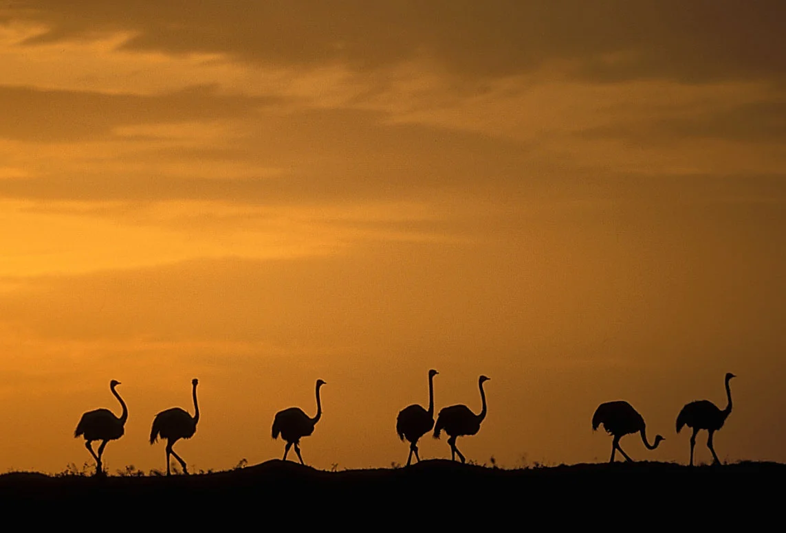Bird List — Mara Conservancy