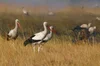 Bird List — Mara Conservancy