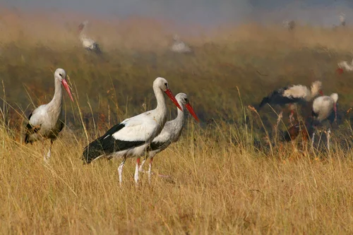 Bird List — Mara Conservancy