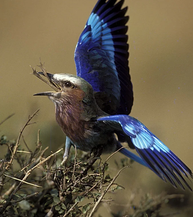 Bird List — Mara Conservancy