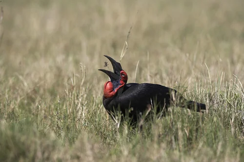 Bird List — Mara Conservancy