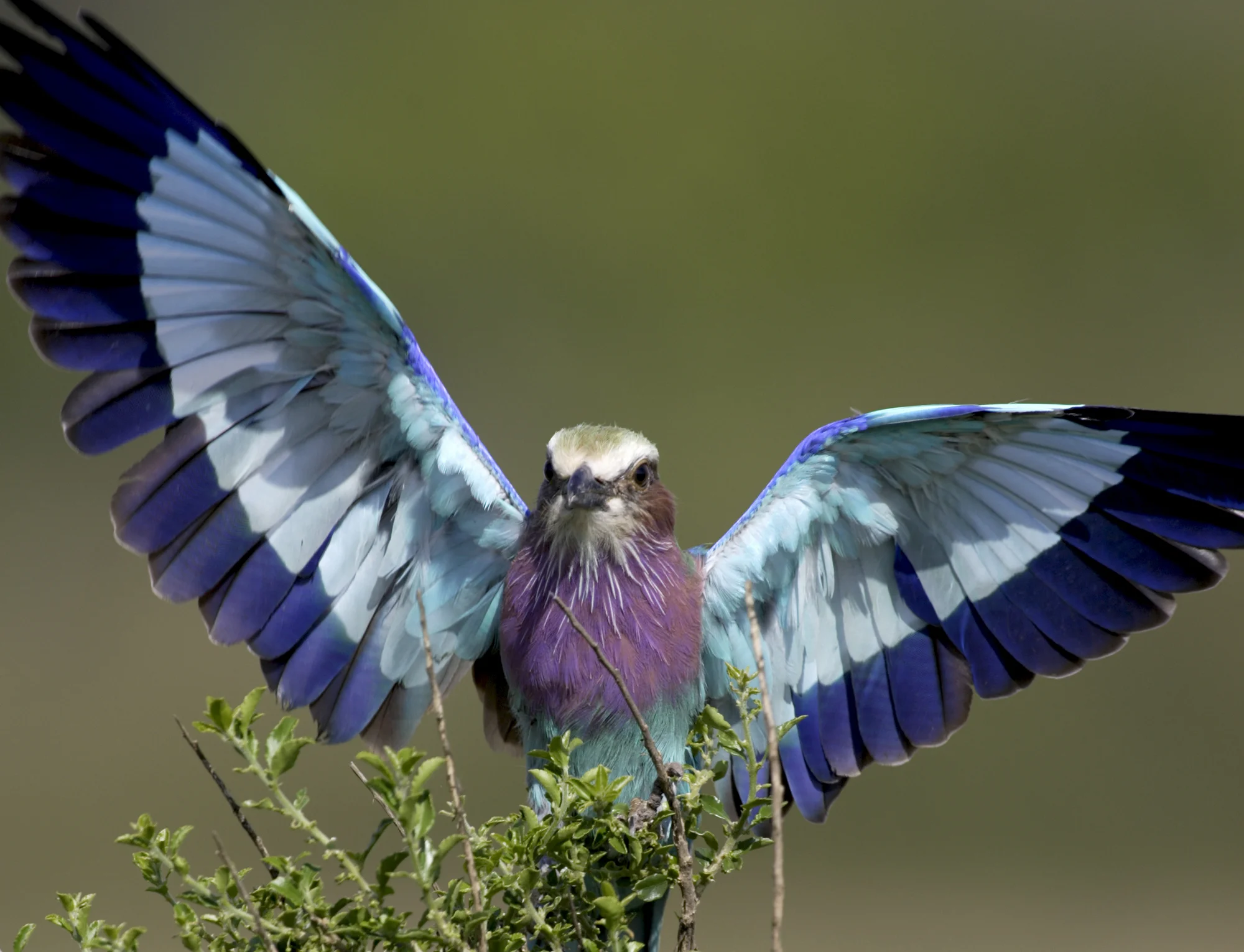 Bird List — Mara Conservancy