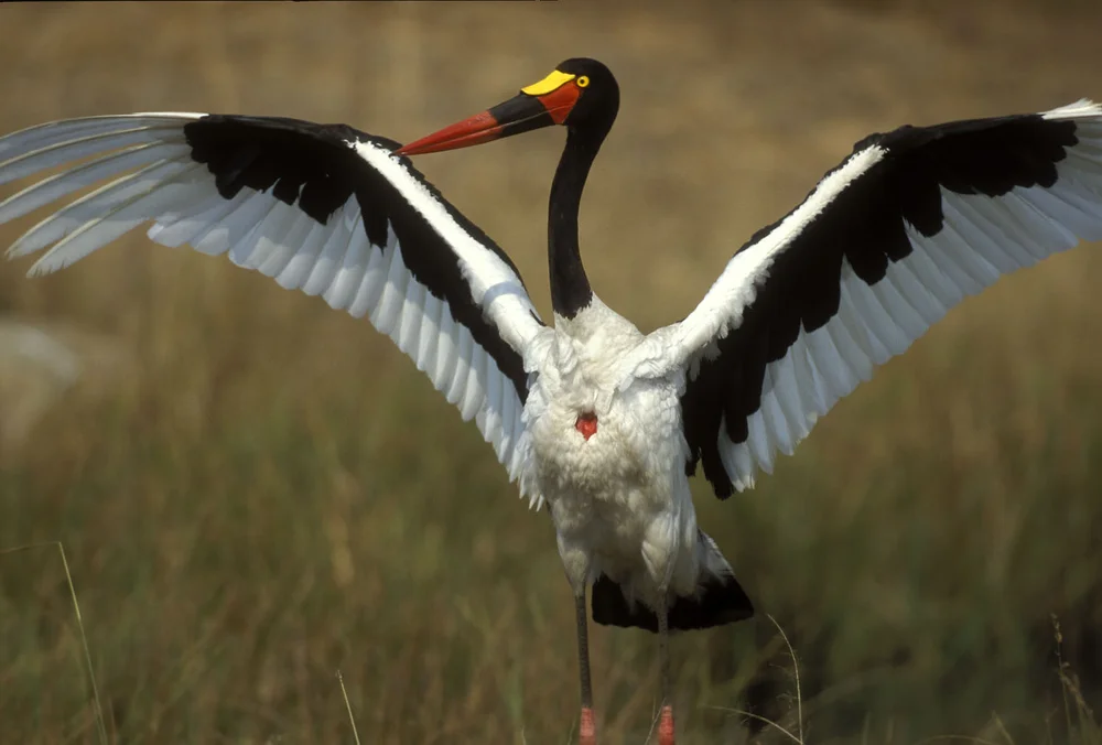 Bird List — Mara Conservancy