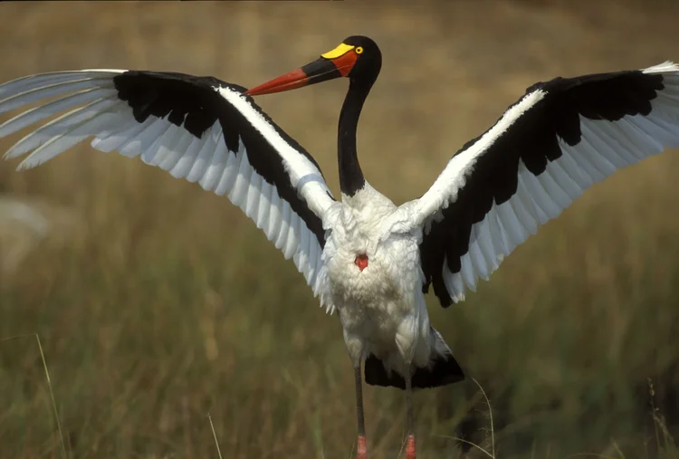Bird List — Mara Conservancy