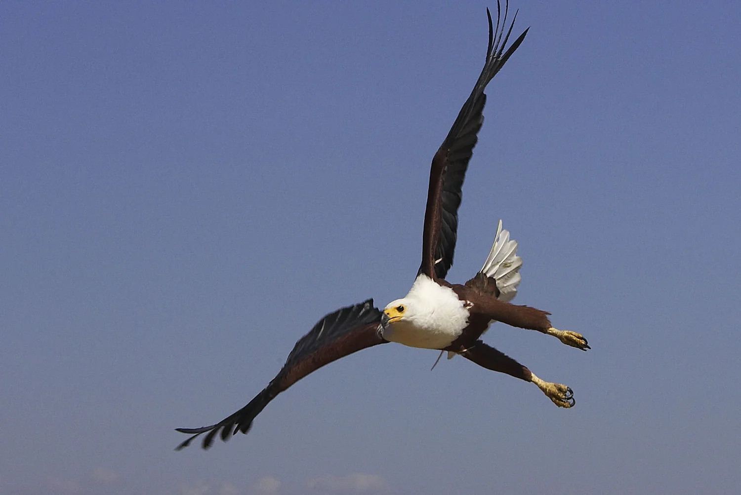 Bird List — Mara Conservancy