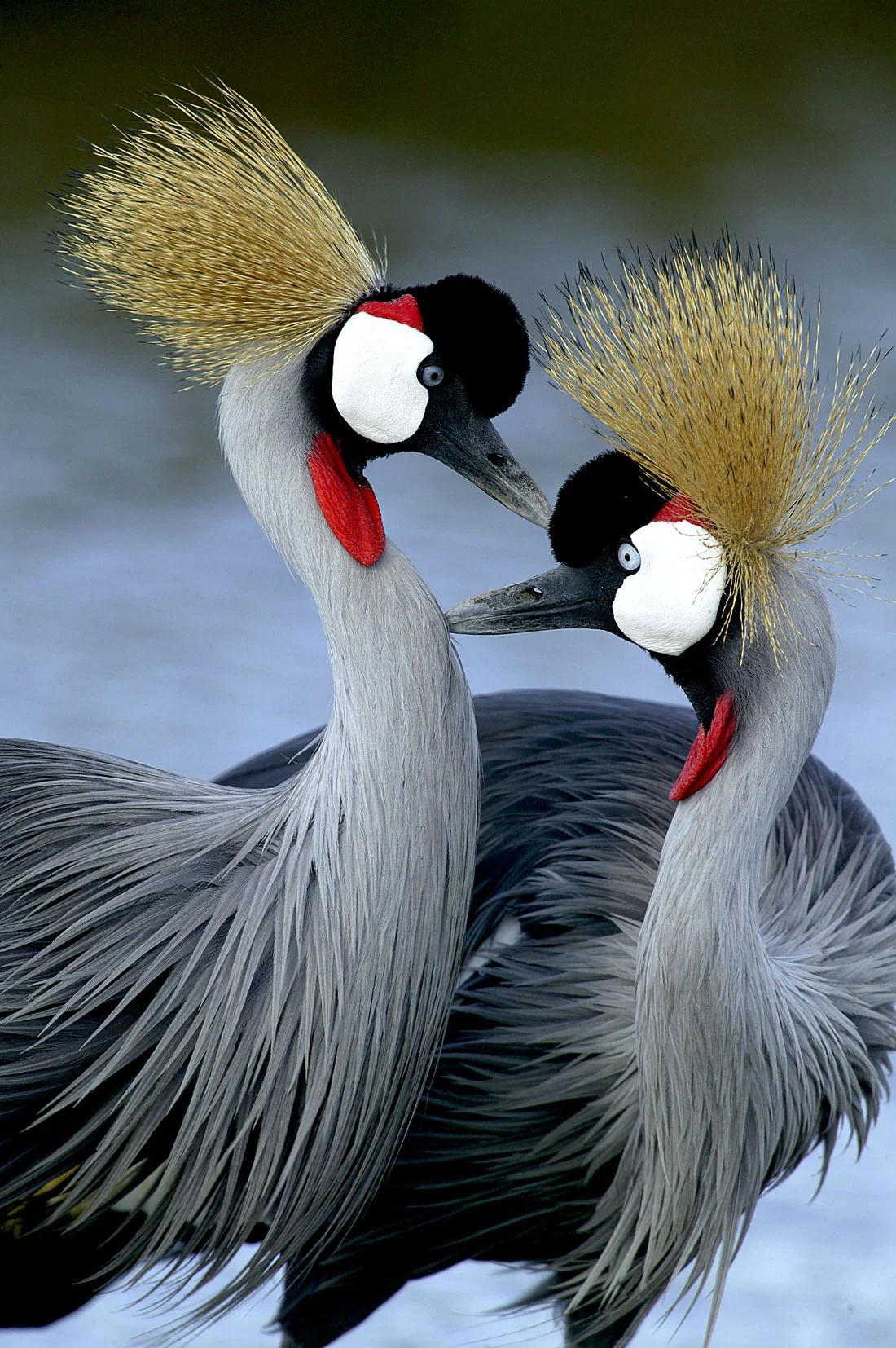 Bird List — Mara Conservancy
