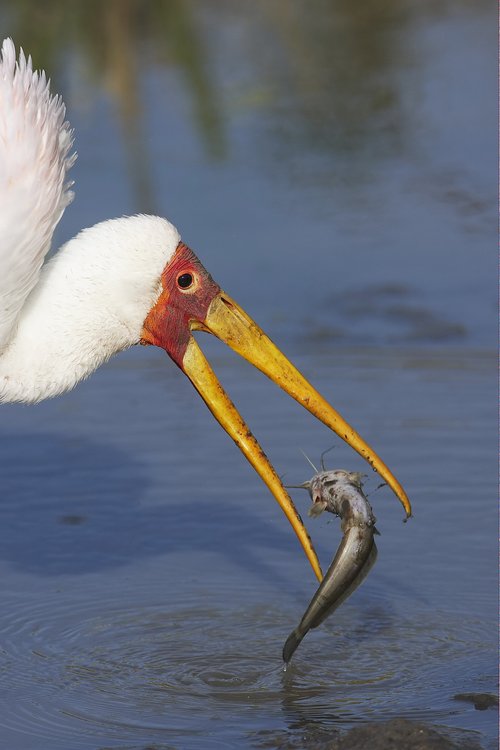 Bird List — Mara Conservancy