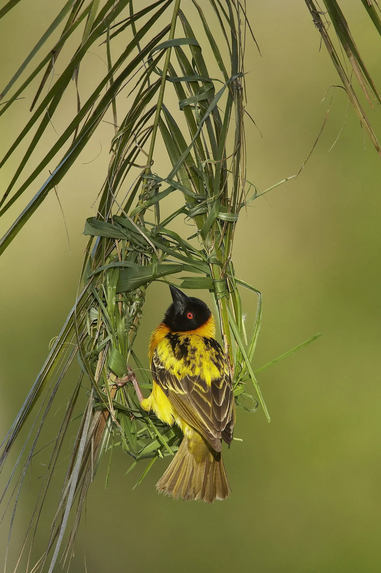 Bird List — Mara Conservancy