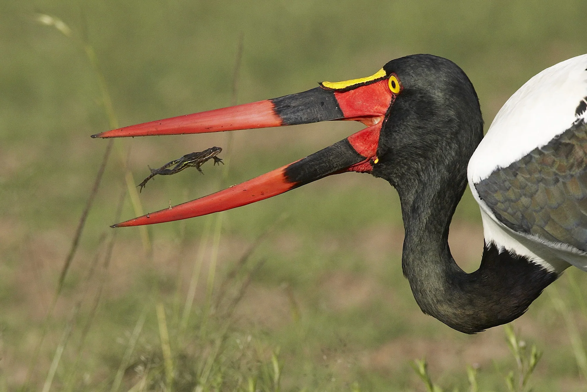 Bird List — Mara Conservancy