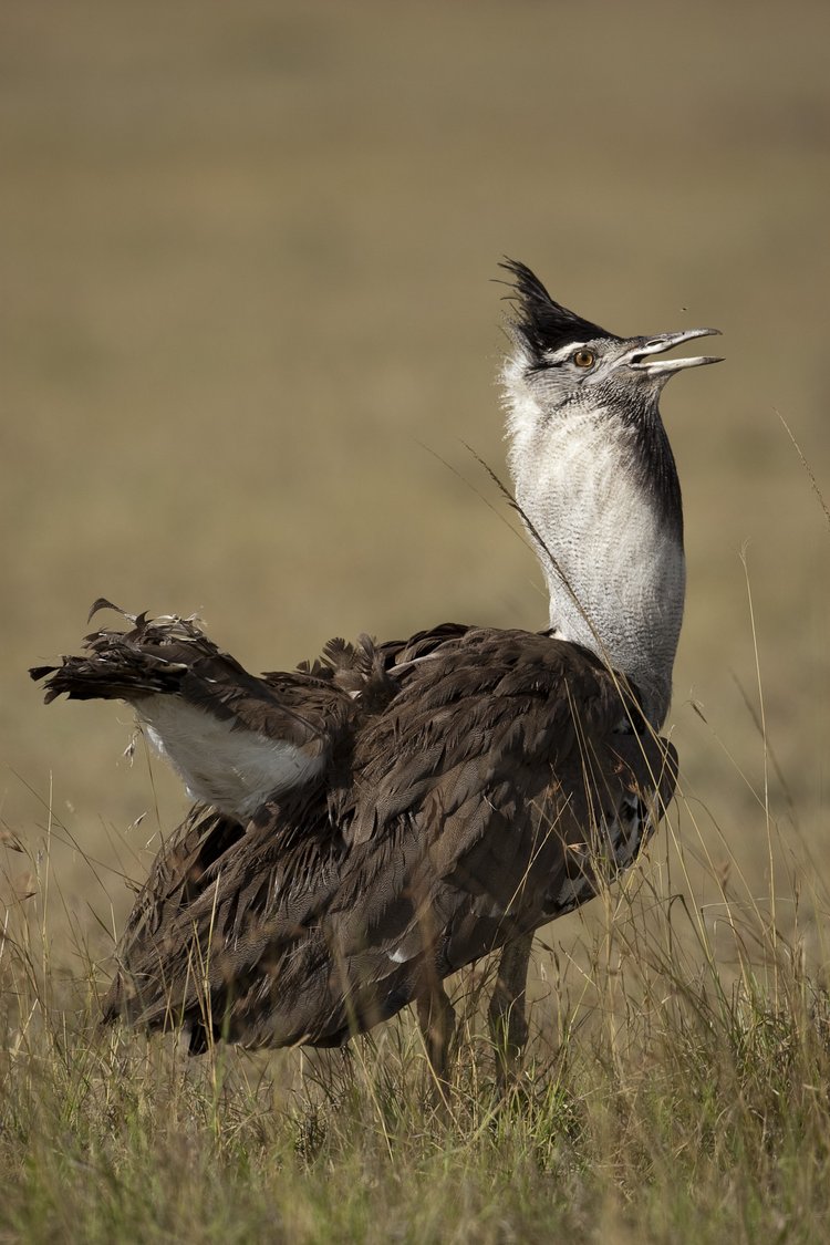 Bird List — Mara Conservancy