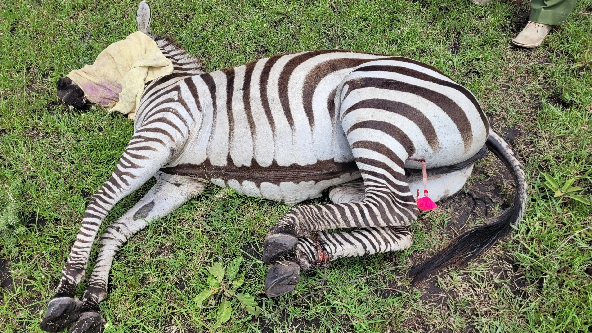 Monthly Report Archives — Mara Conservancy