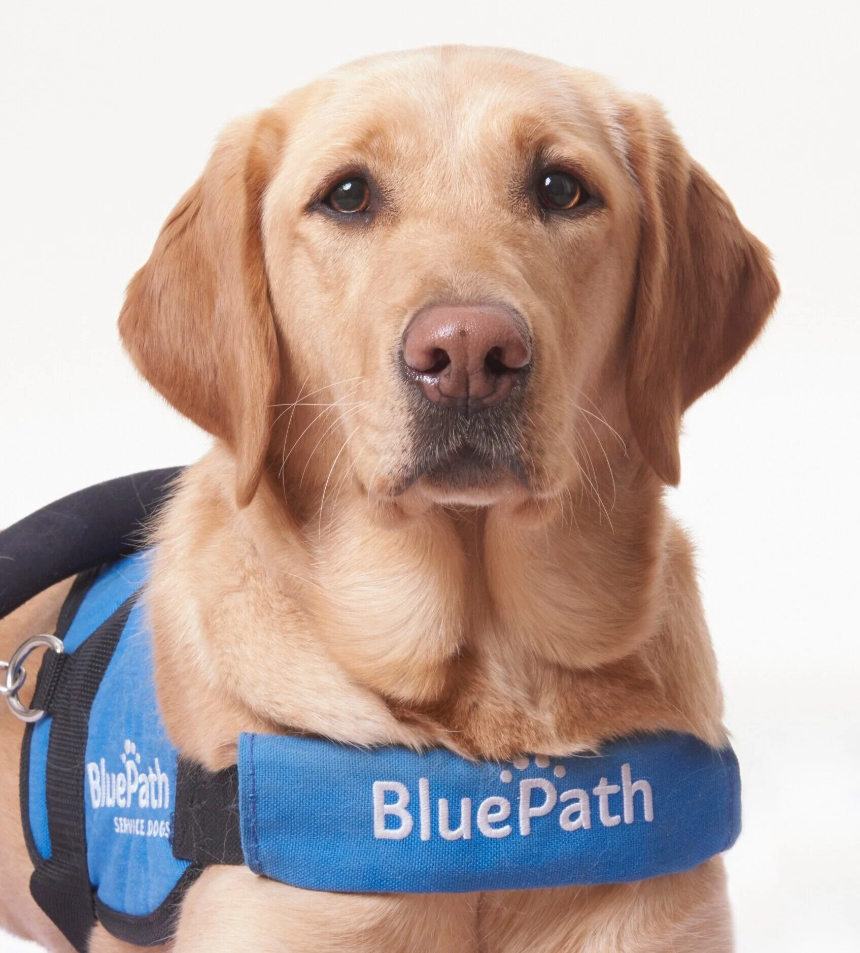 BluePath Service Dogs - Blog