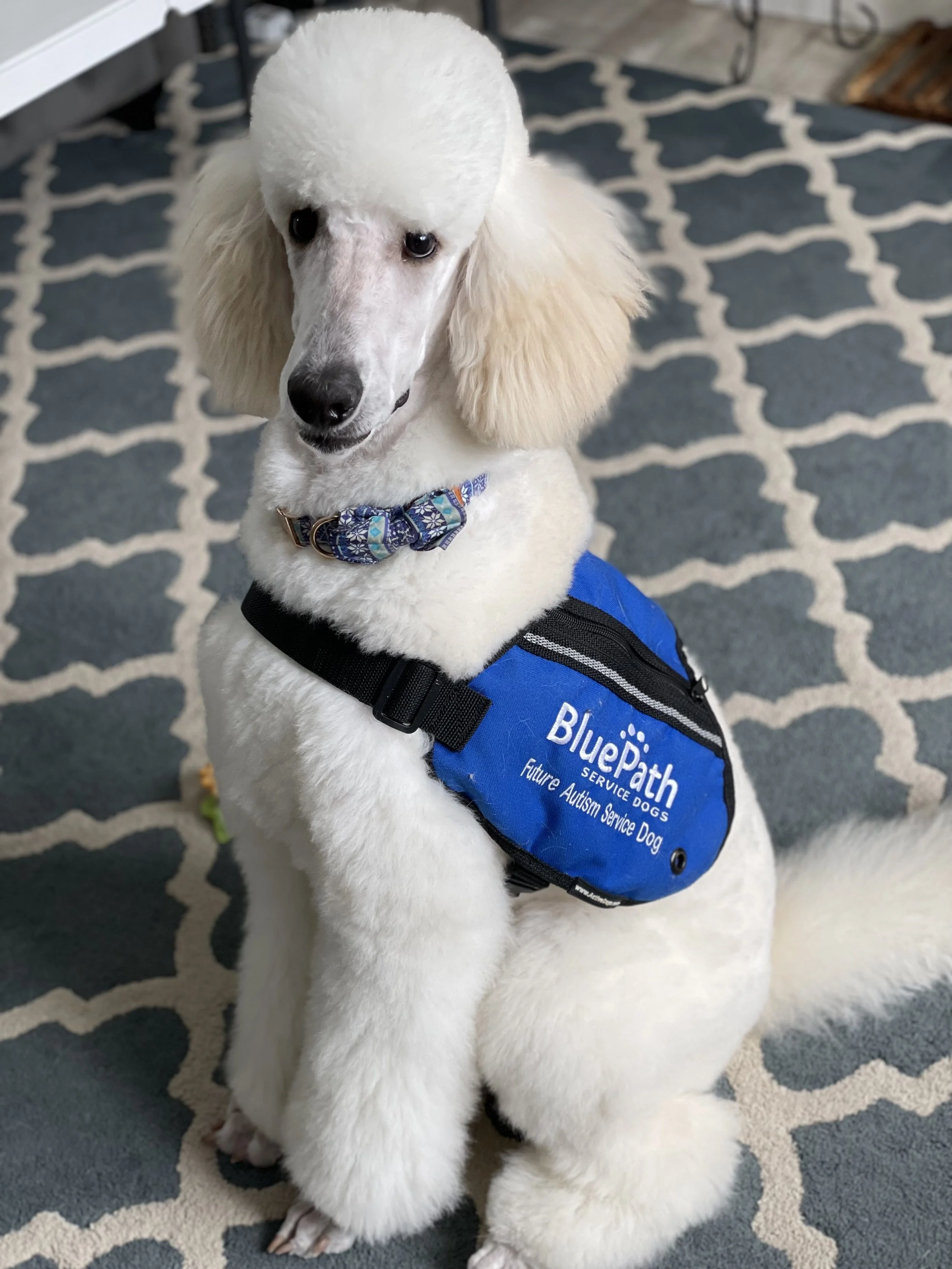 Can A Standard Poodle Be A Service Dog