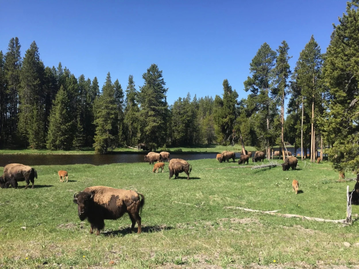 Yellowstone National Park Lower Loop Guided Tour — Yellowstone Scenic Tours