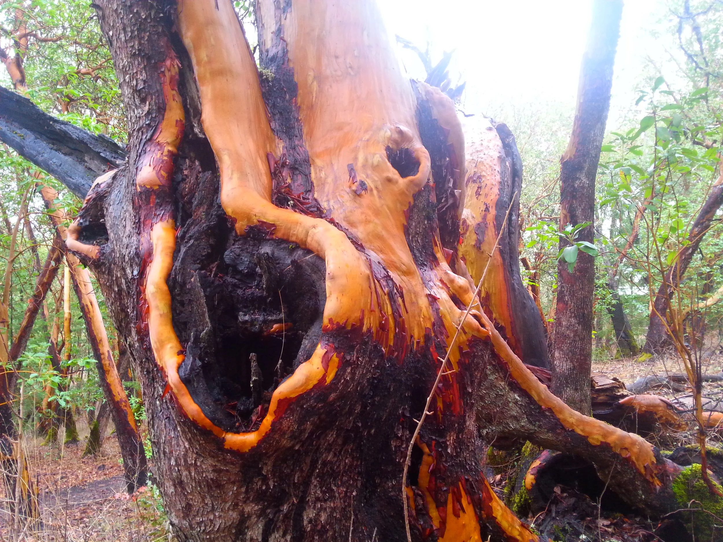 5 MORE GREAT SOUTHERN OREGON HIKES TO DO WITH KIDS