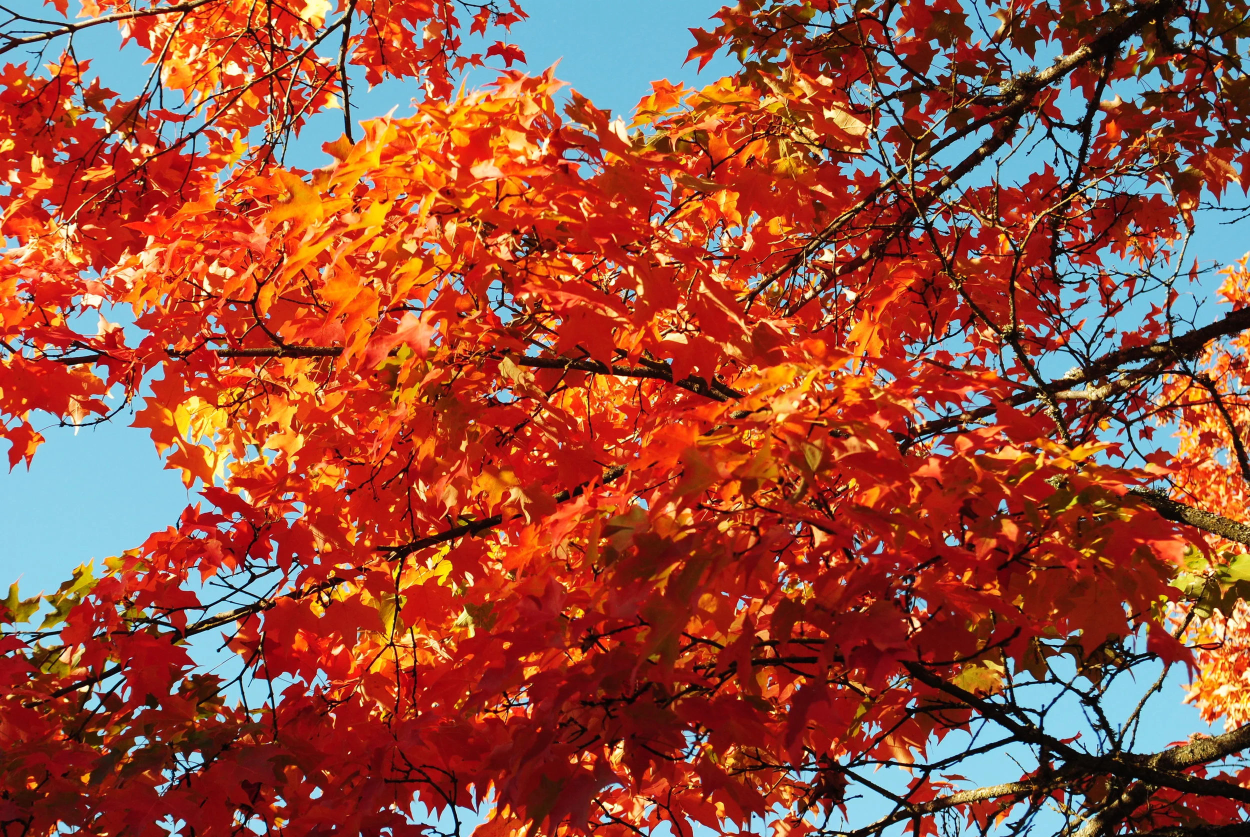 Where to Hike for the Best Fall colors in Southern Oregon - Medford