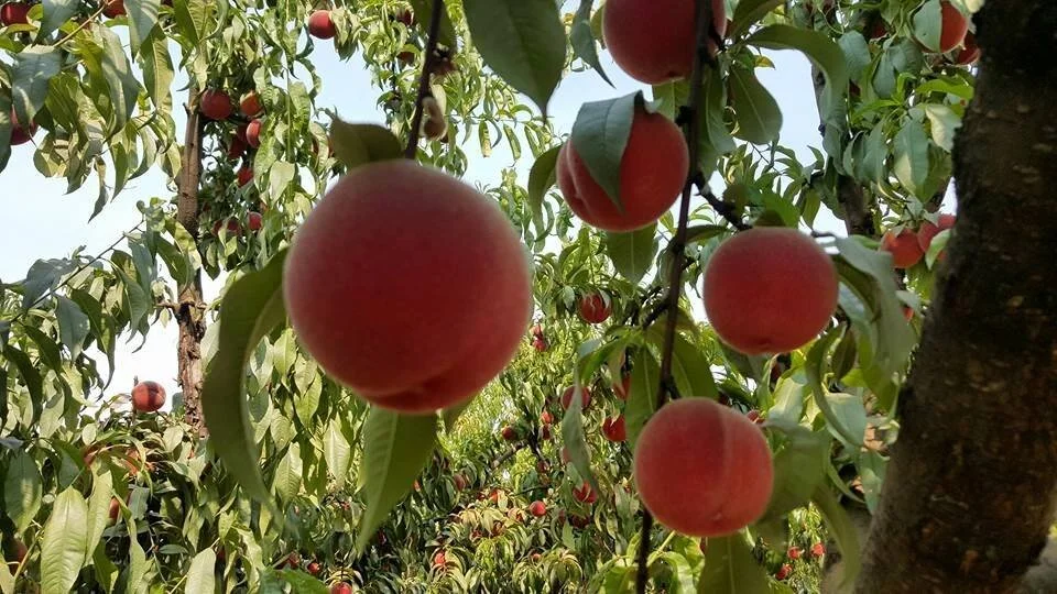 Farm Stores and Stands - U-PIck - Rogue Valley - Artisan Foods ...