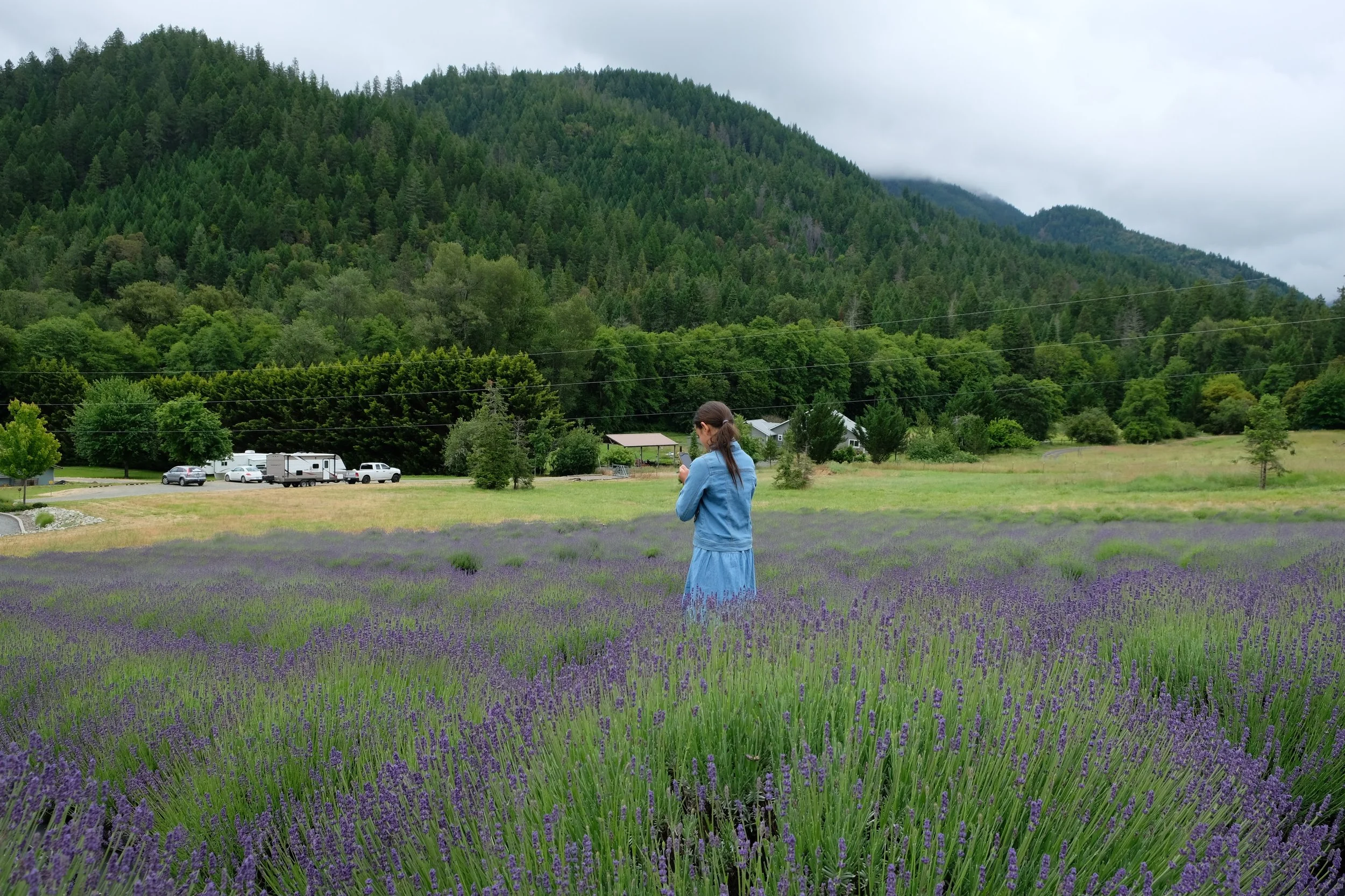 Southern Oregon Lavender Trail Festival - June 20-22 and July 11 - 13 ...