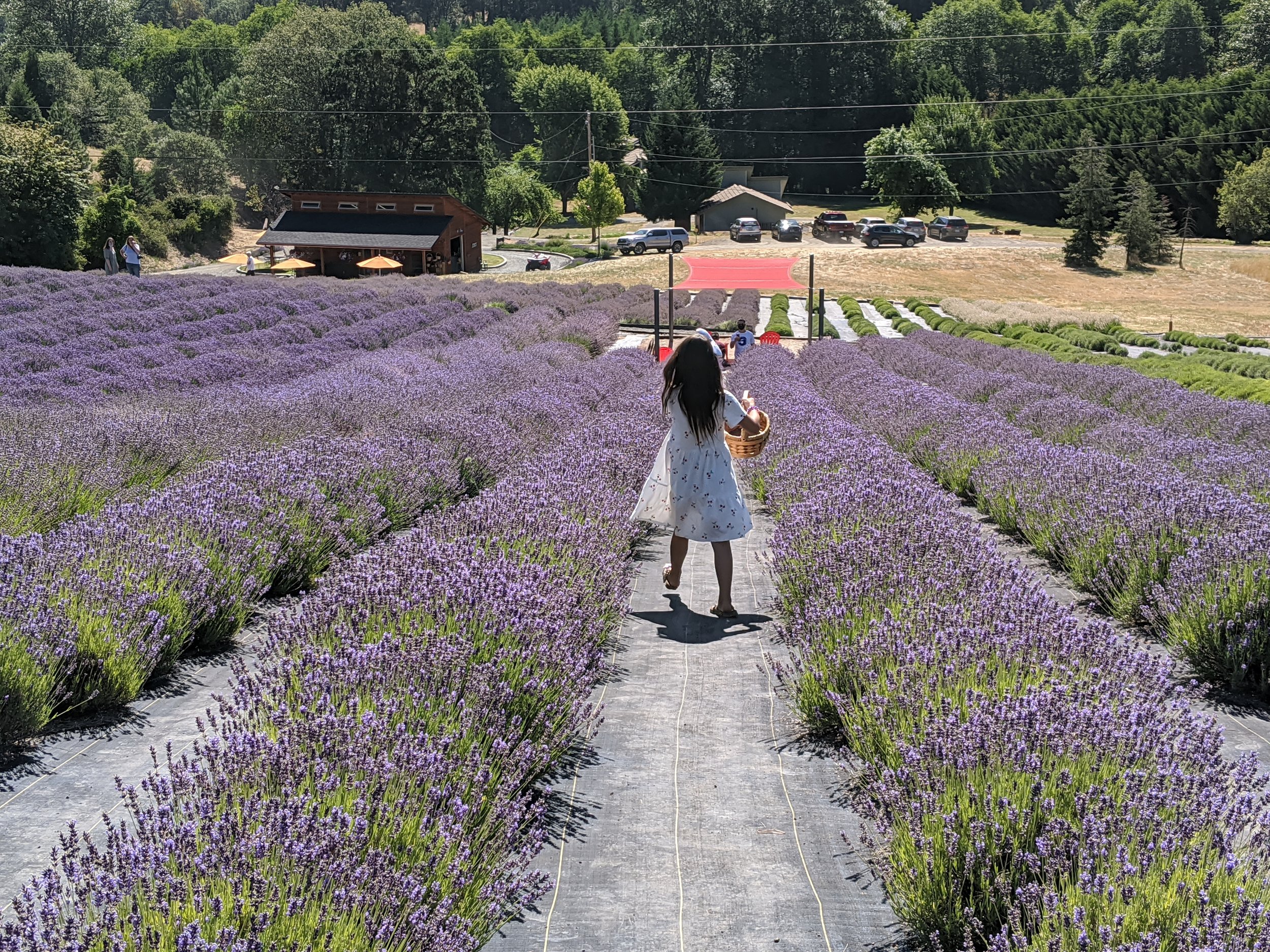 Southern Oregon Lavender Trail Festival - June 20-22 and July 11 - 13 ...