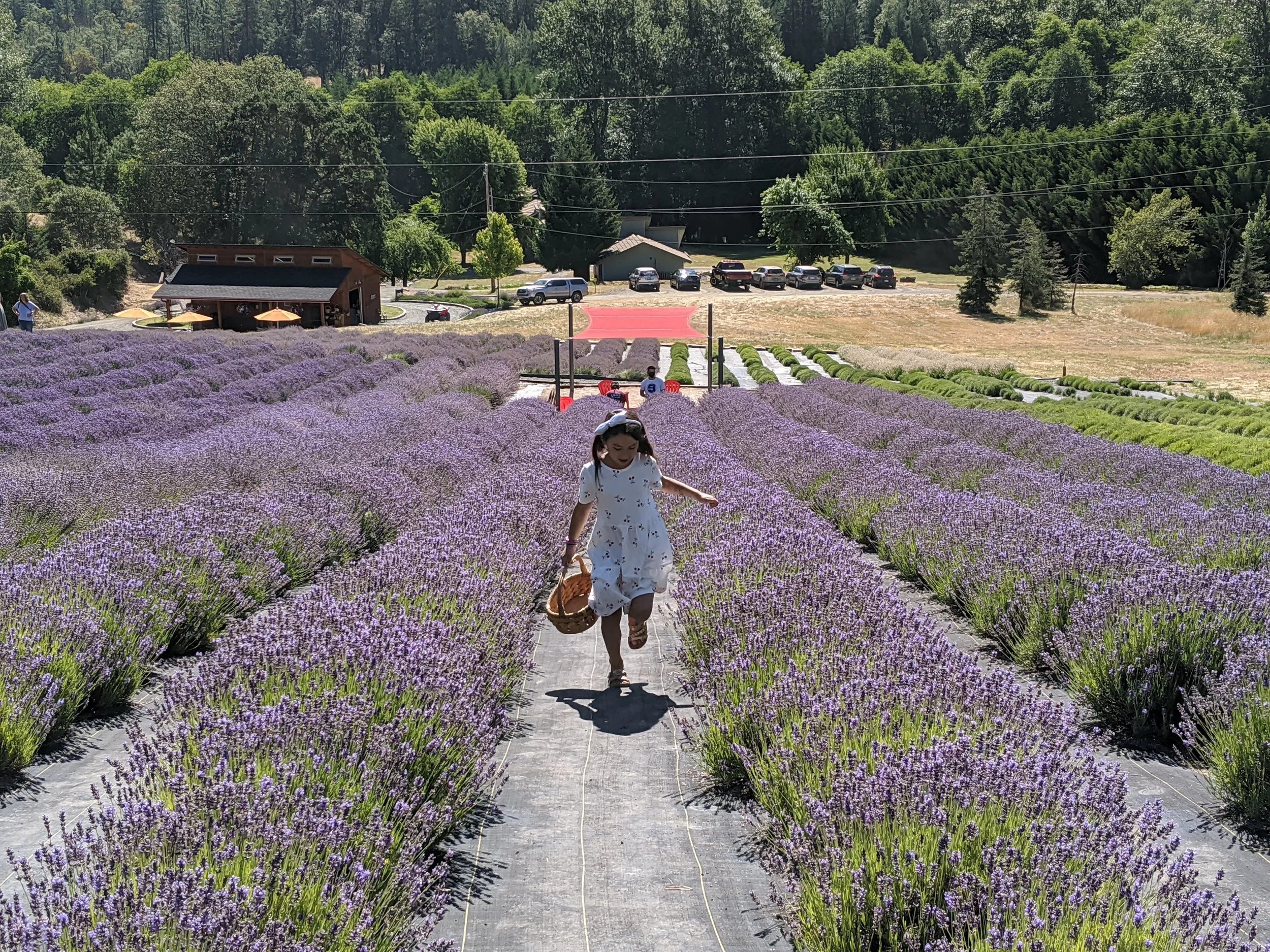Southern Oregon Lavender Trail Festival - June 20-22 and July 11 - 13 ...