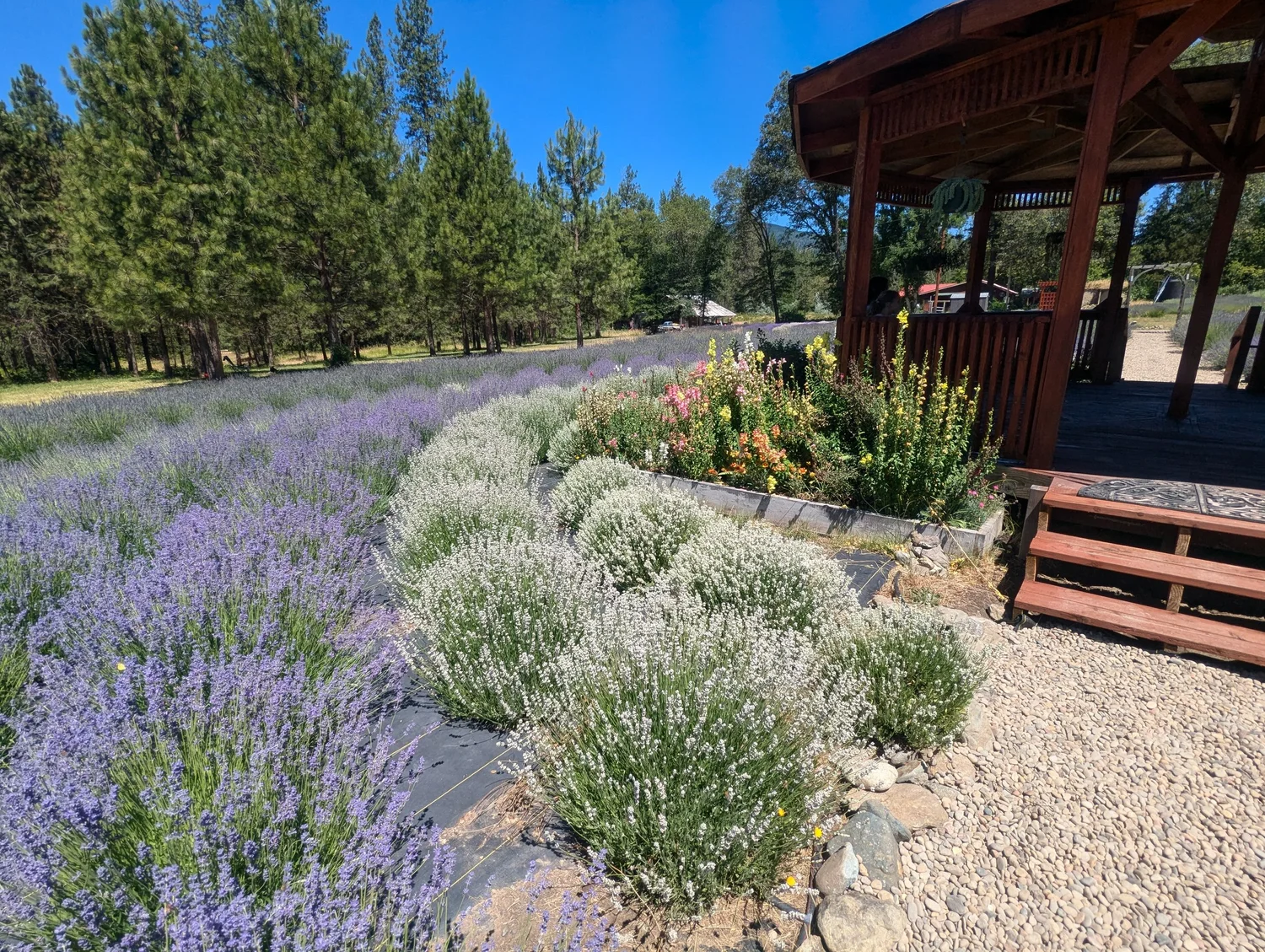 Southern Oregon Lavender Trail Festival - June 20-22 and July 11 - 13 ...