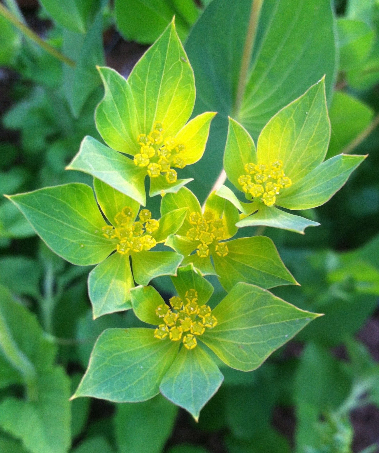 Farm Membership — Mountain Roots Produce