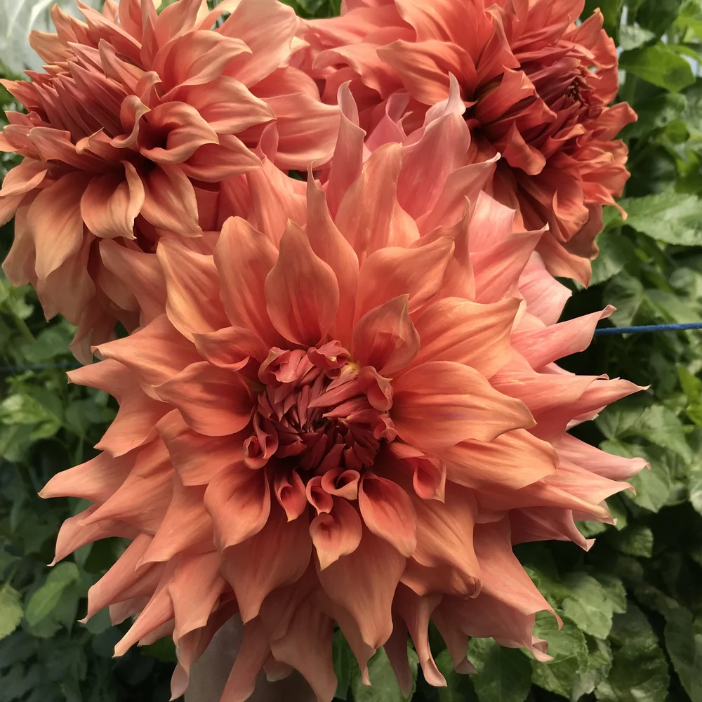 Tuberous Roots Of Dahlia