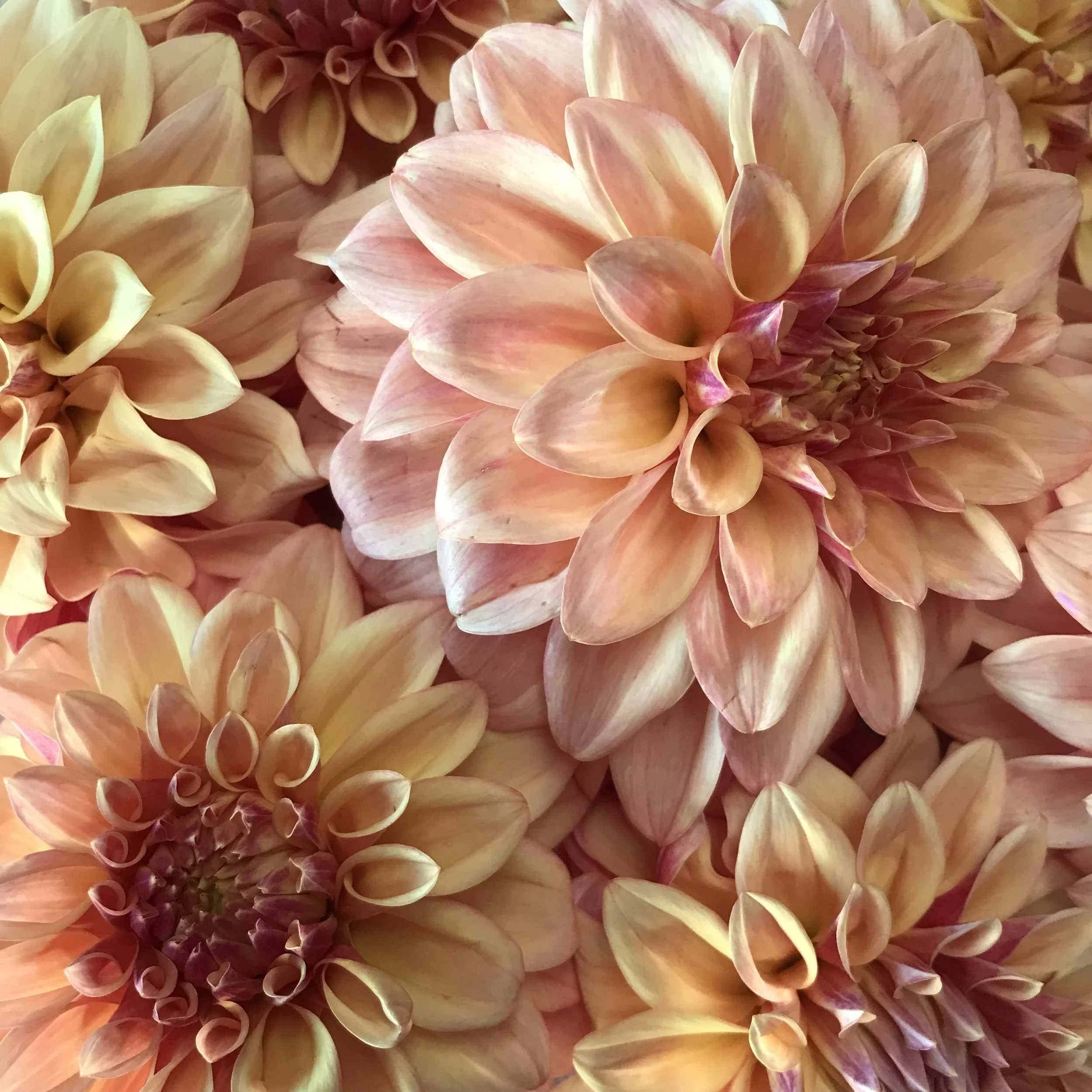 Miss Amara Dahlia Tuber — Mountain Roots Produce Miss Amara Dahlia Tuber — Mountain Roots Produce