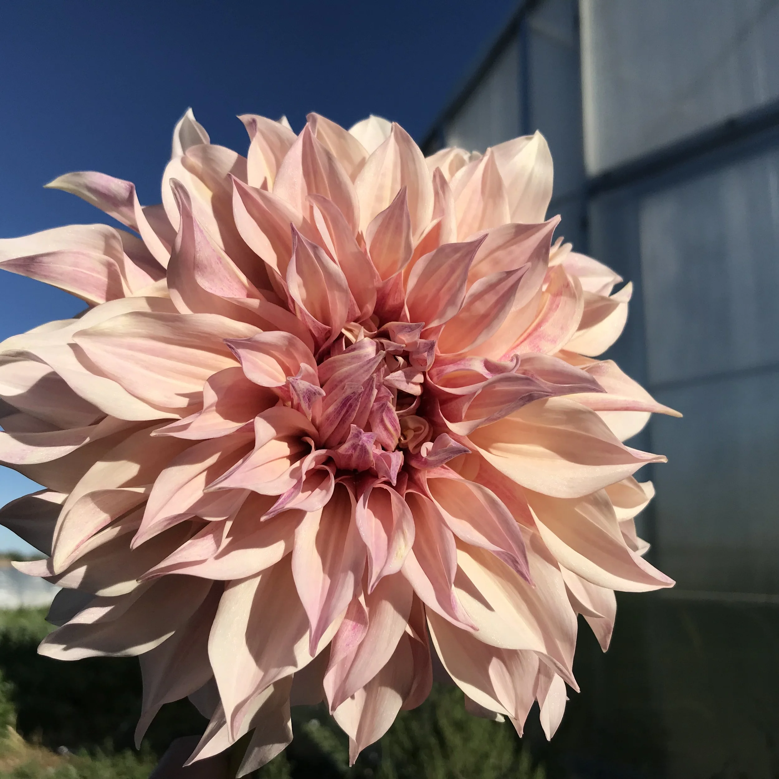 Dahlia Tubers — Mountain Roots Produce