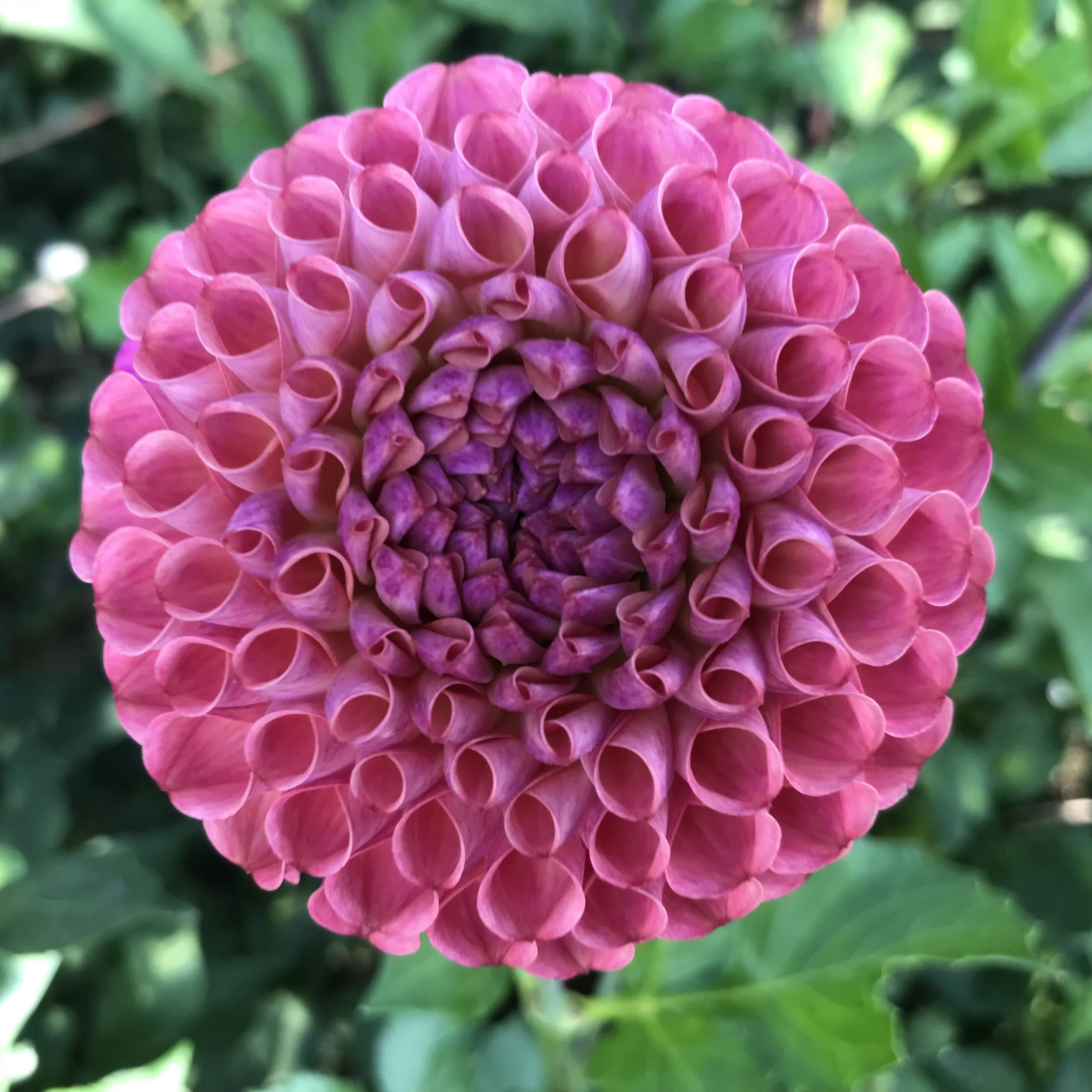 Dahlia Tubers — Mountain Roots Produce