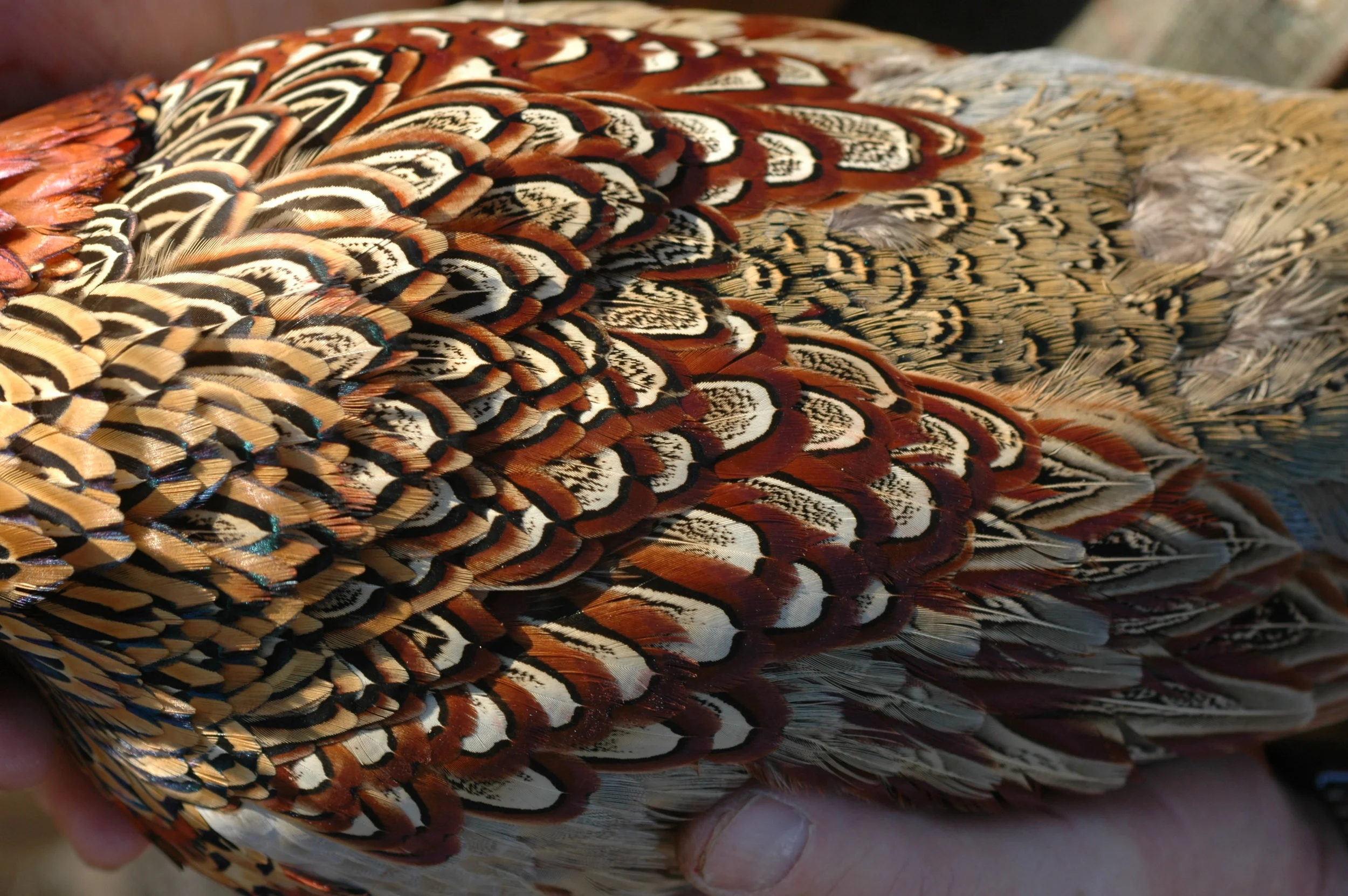 Wildlife — Rick Anwyl