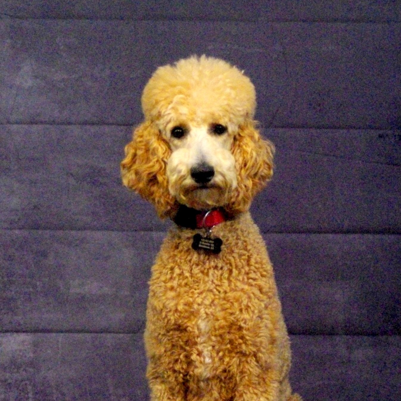 Asher the Comfort Dog — Our Redeemer Lutheran Church