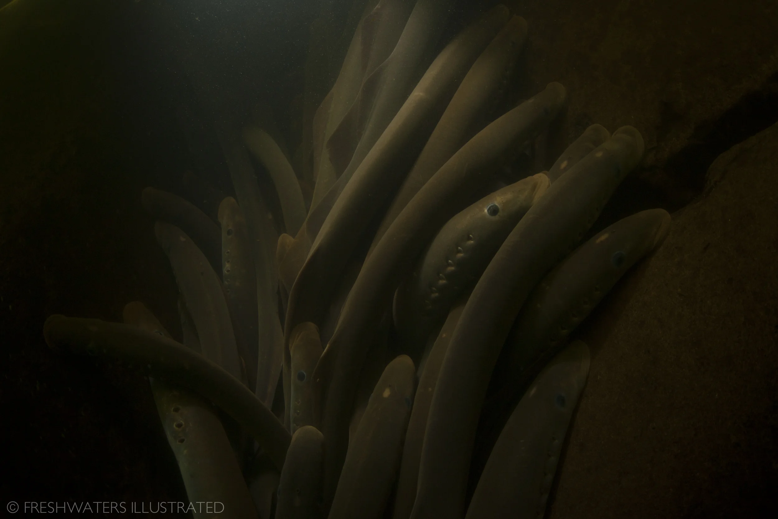 The Lost Fish — Freshwaters Illustrated