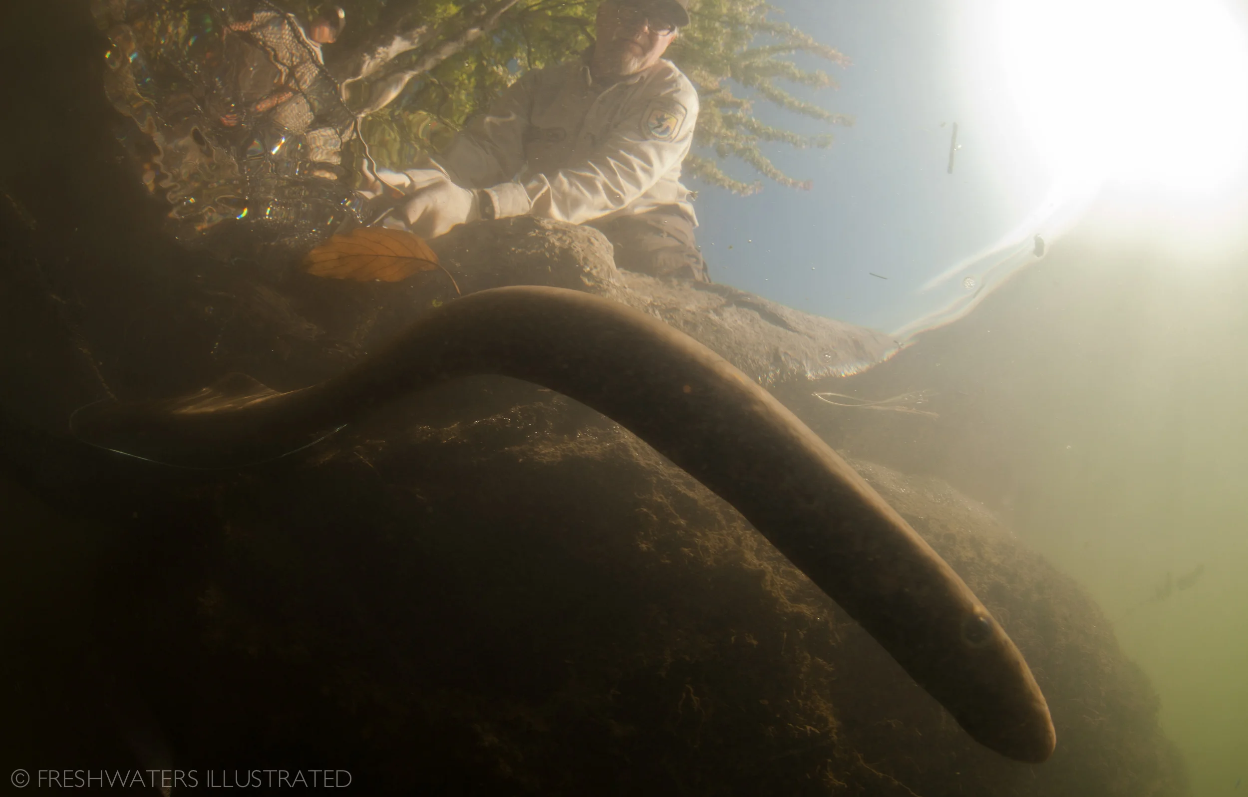 The Lost Fish — Freshwaters Illustrated