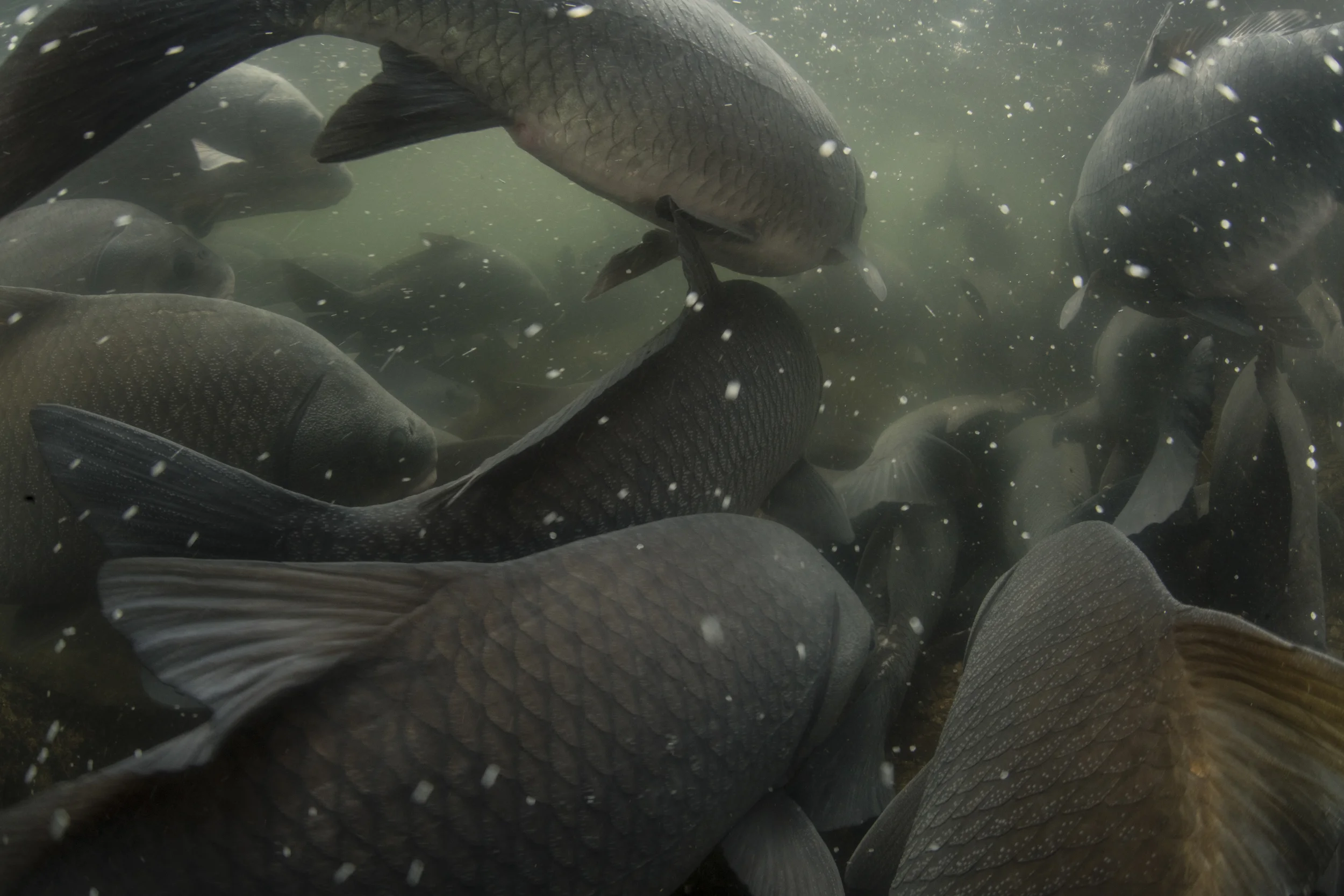 Freshwaters Illustrated