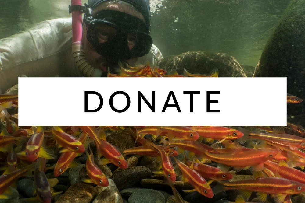 Freshwaters Illustrated