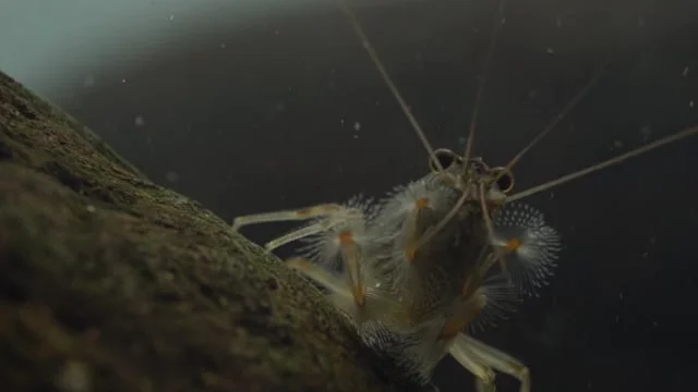 Portfolio — Freshwaters Illustrated