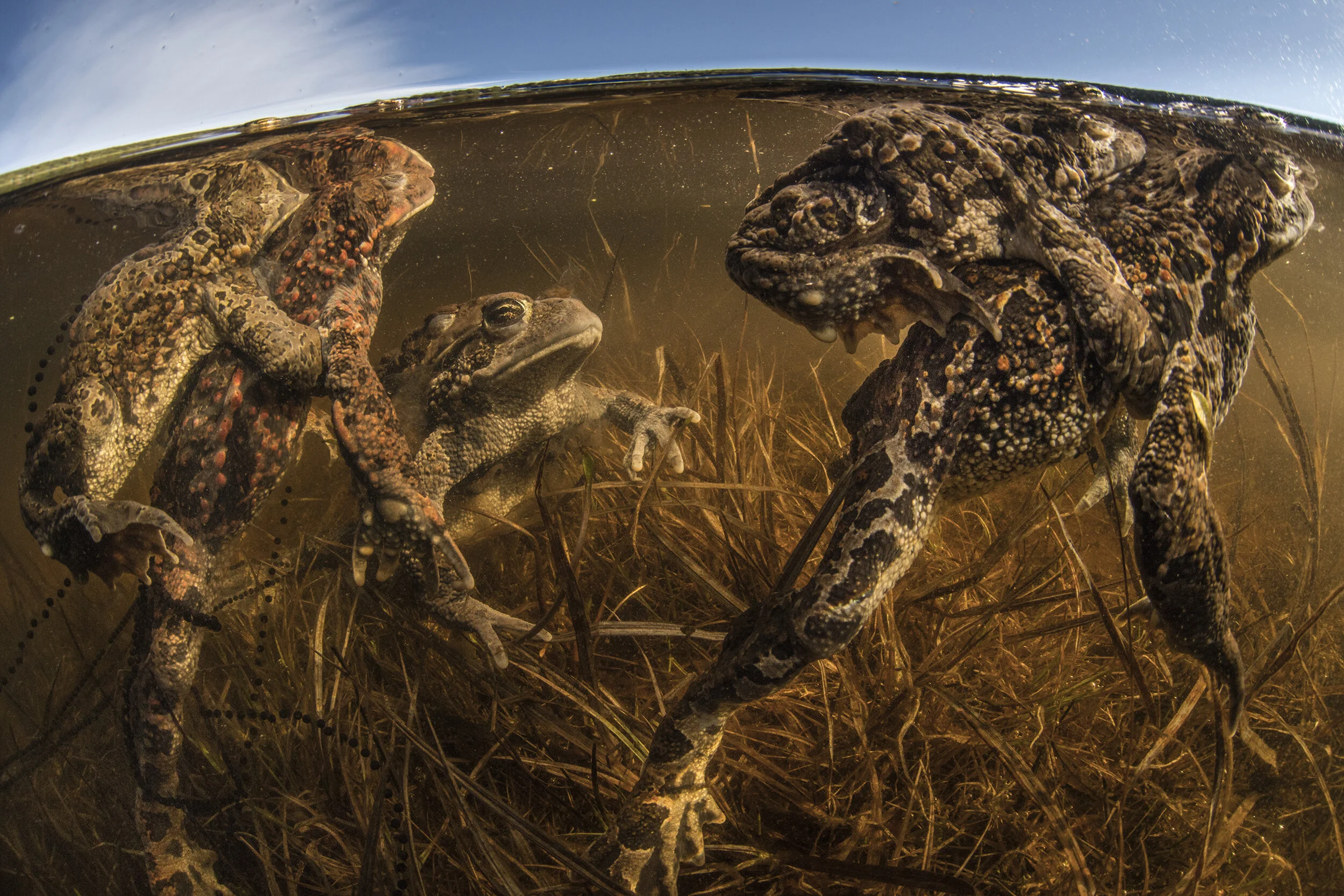 Featured Gallery — Freshwaters Illustrated