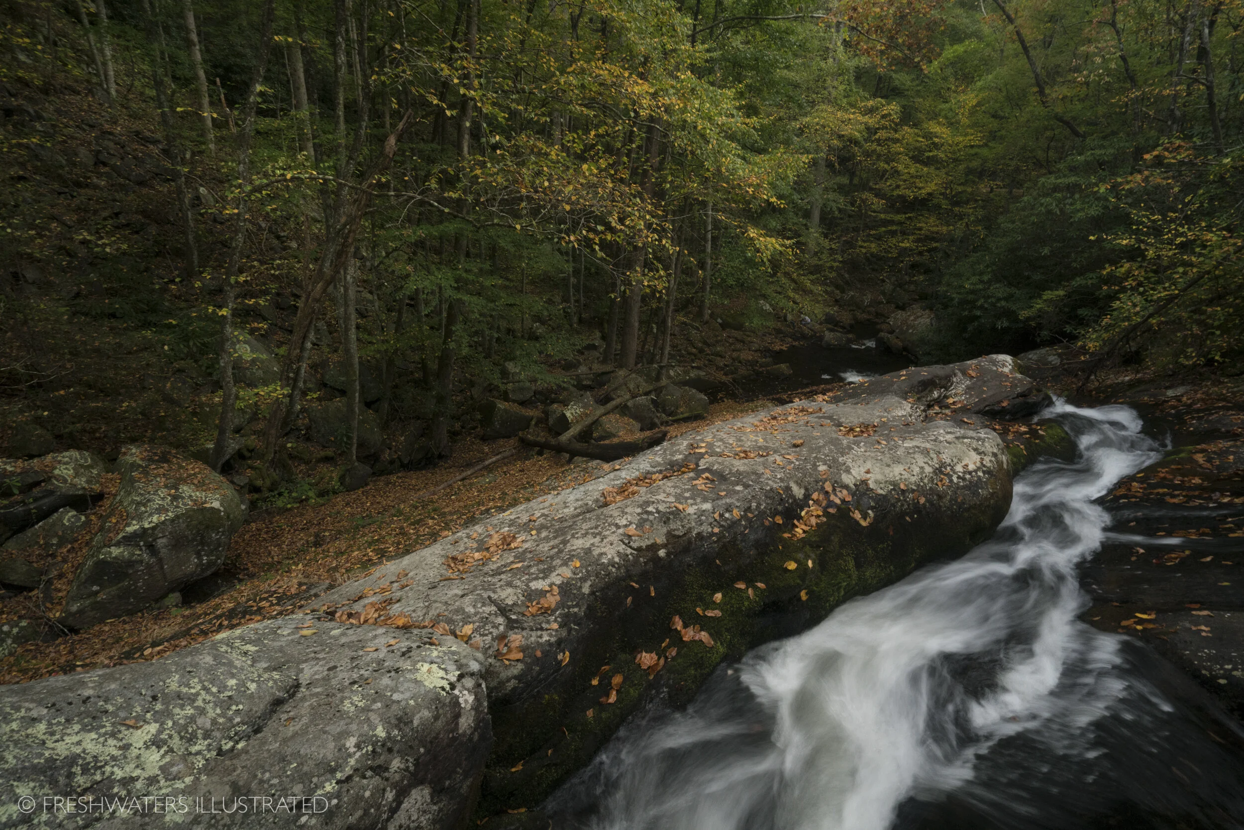 Bringing Back the Brooks — Freshwaters Illustrated