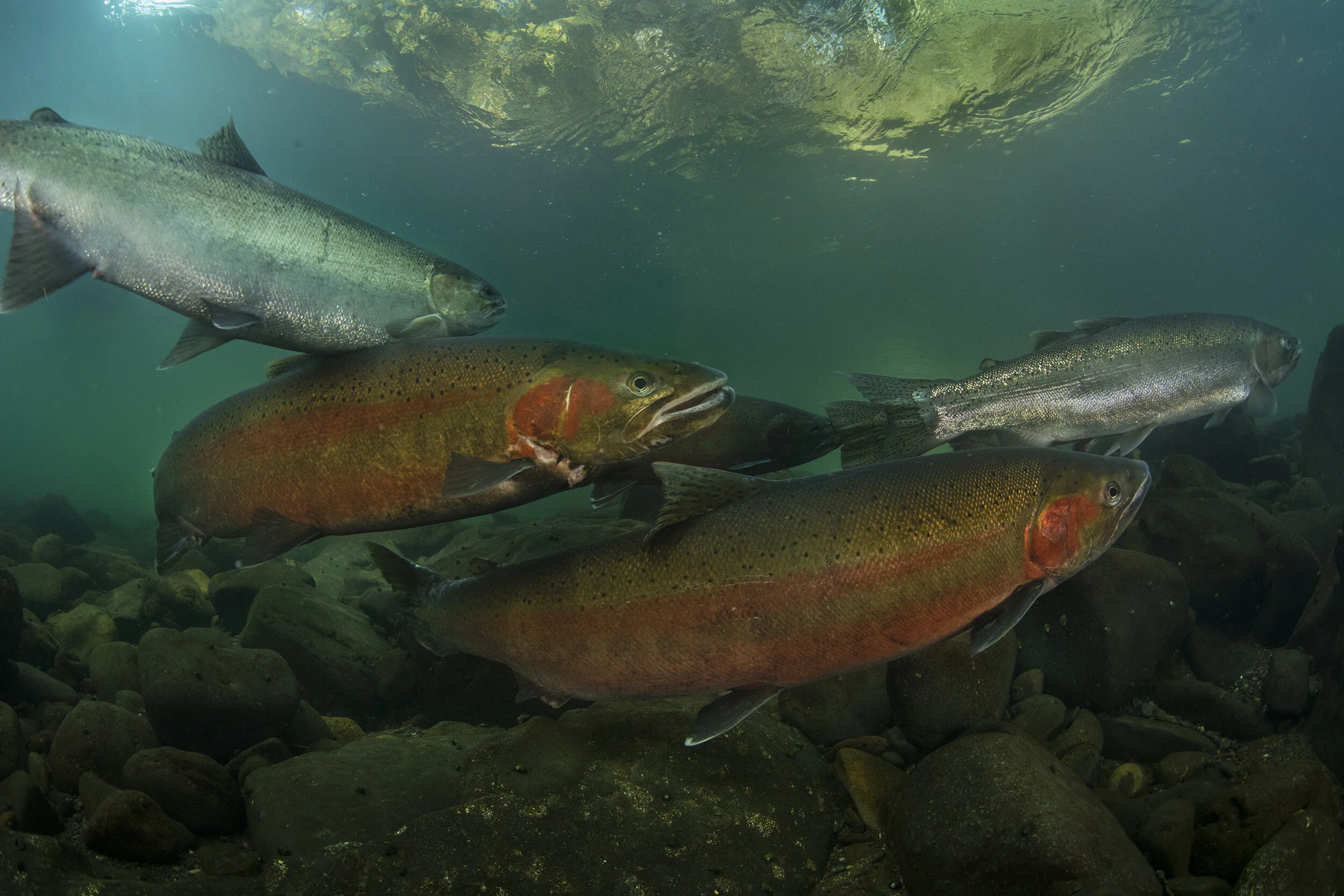 Featured Gallery — Freshwaters Illustrated
