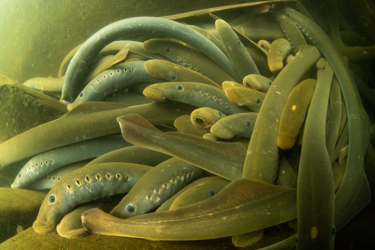 Featured Gallery — Freshwaters Illustrated
