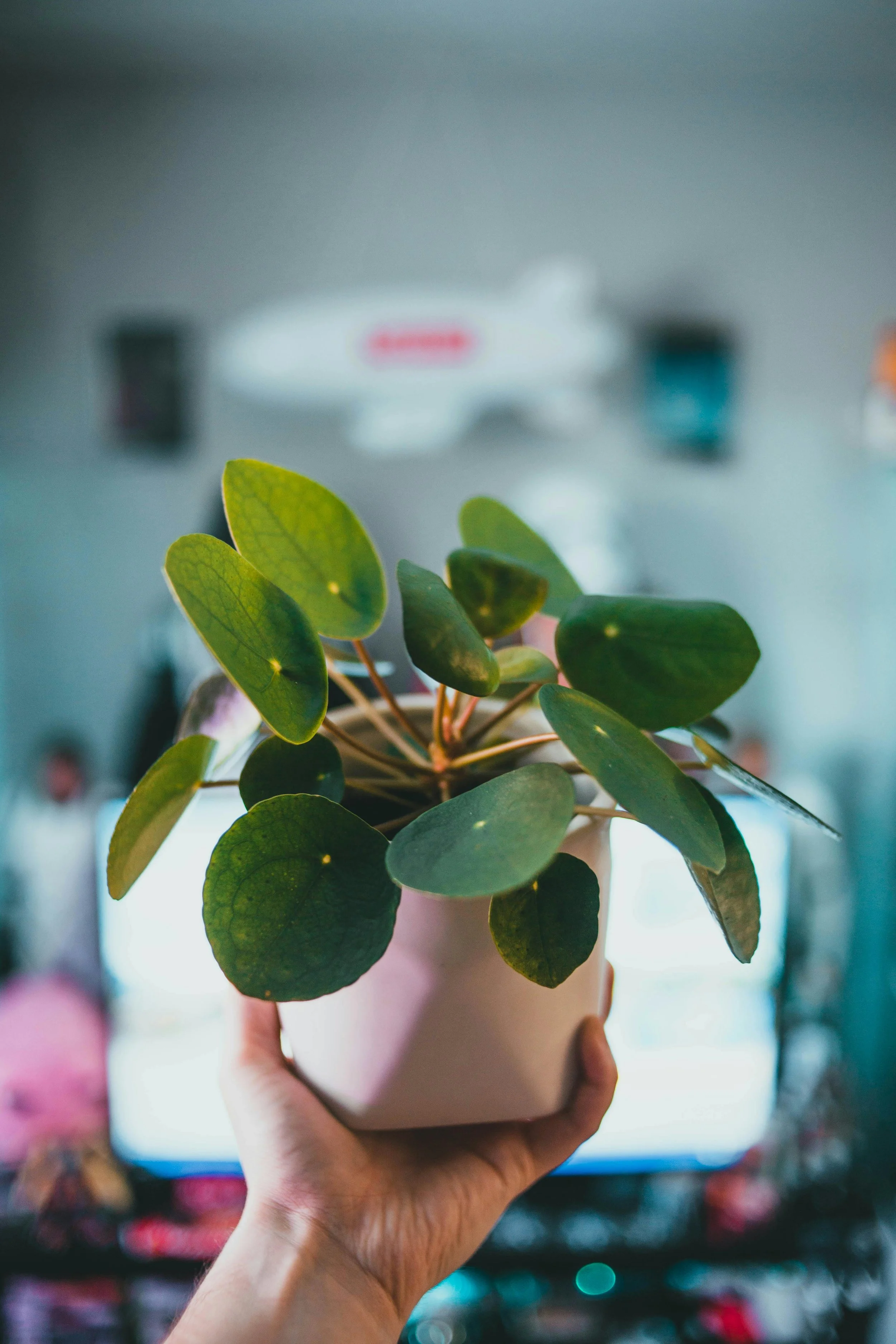 Feng-Shui'ye Göre Evimizde Bulunması Gereken 10 Bitki — Dekorasyon ...