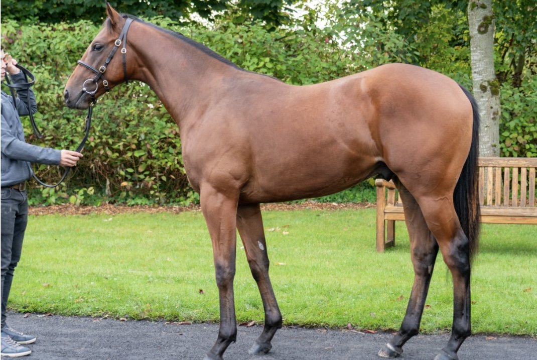 PrimeTime - Alice Haynes — Titanium Racing