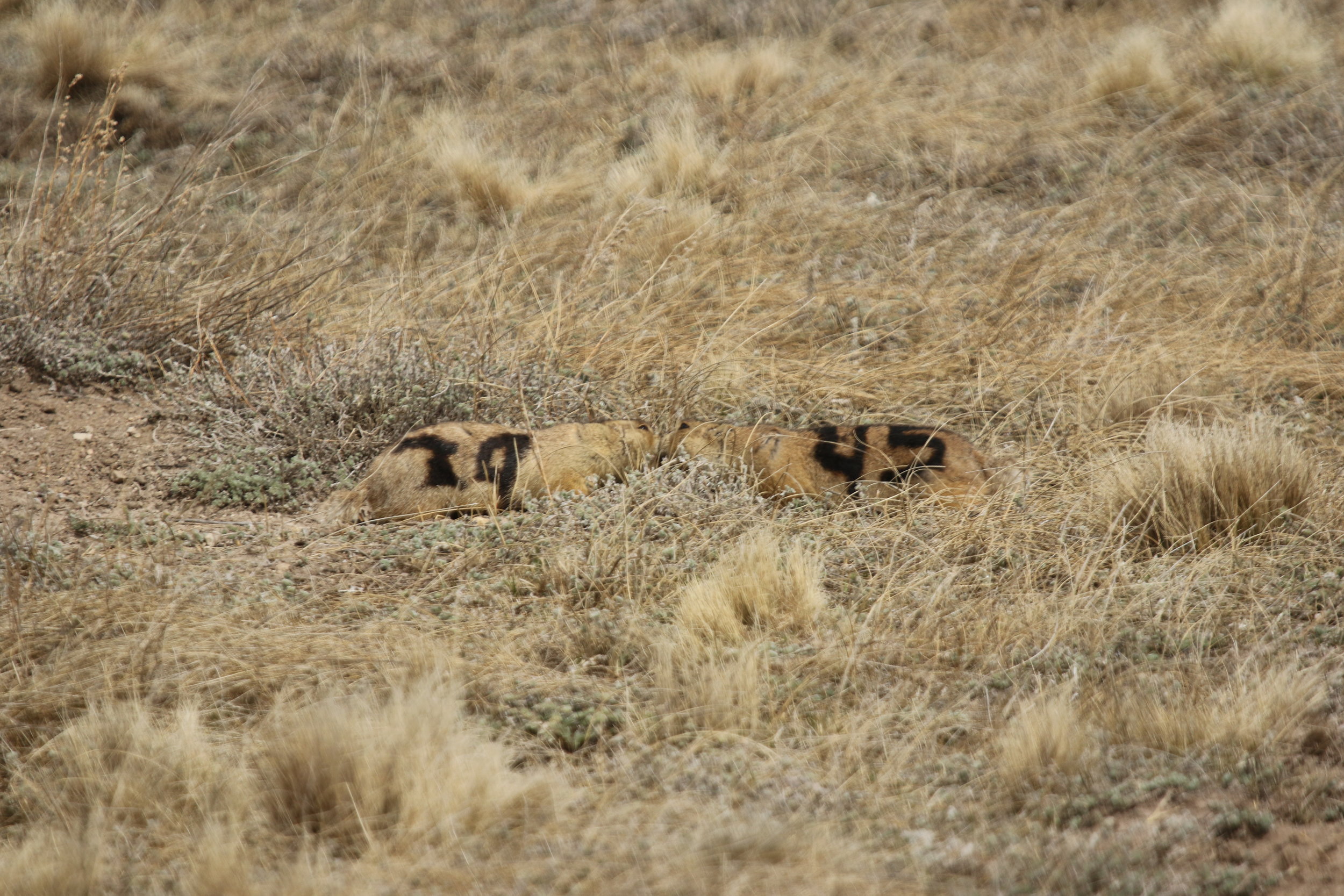The Mating System — The Prairie Dog Project